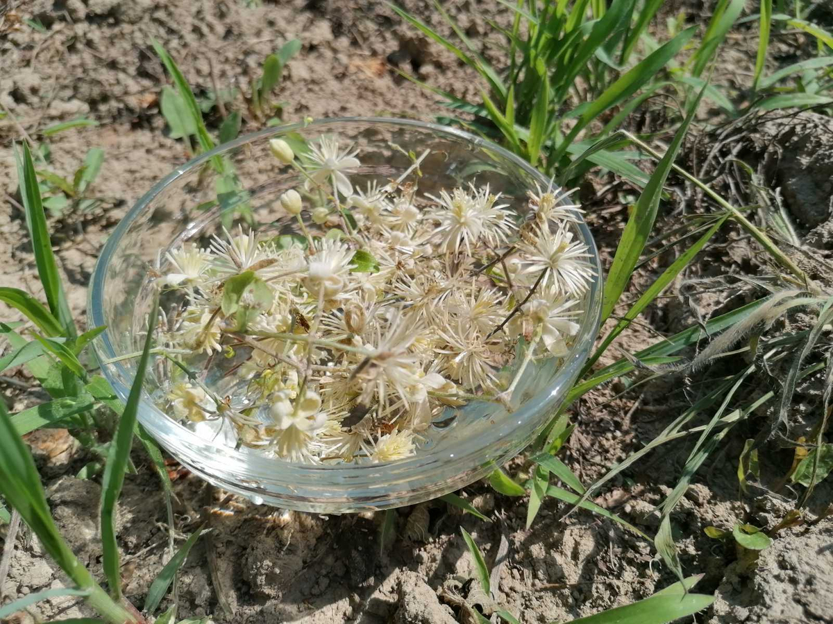 Upotreba | Bahove cvijetne kapi